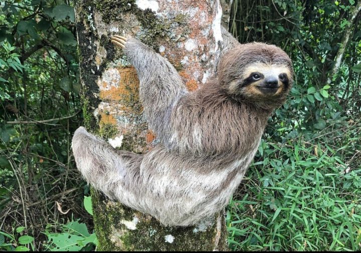 Curiosidades sobre os bichos-preguiça: espécie é famosa pela lerdeza