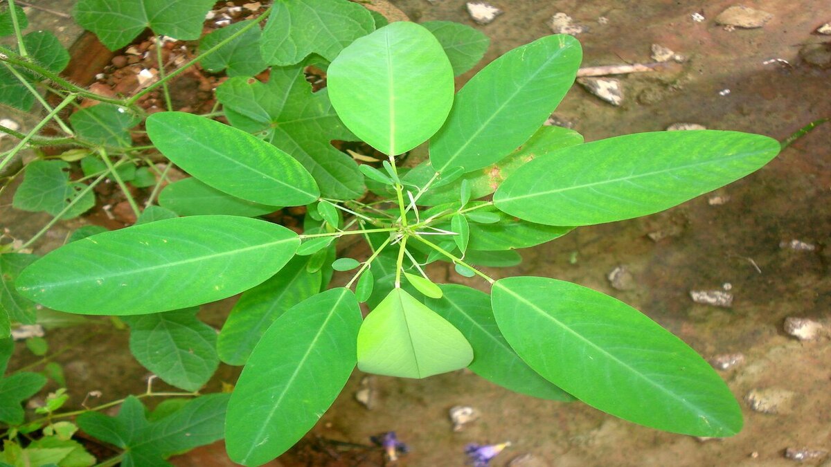 O que é a planta-telegráfica? Conheça a espécie de planta que se mexe ...