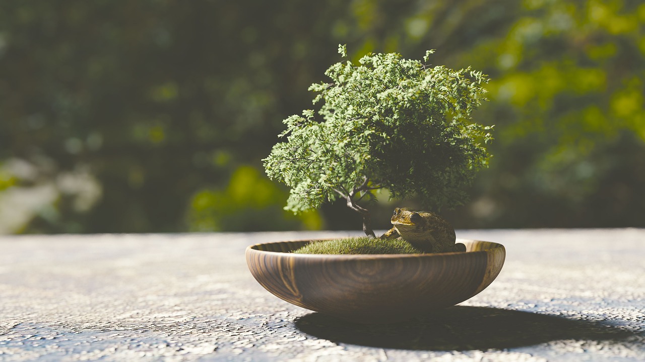 Bonsai encanta pela beleza delicada e pela sensação de serenidade