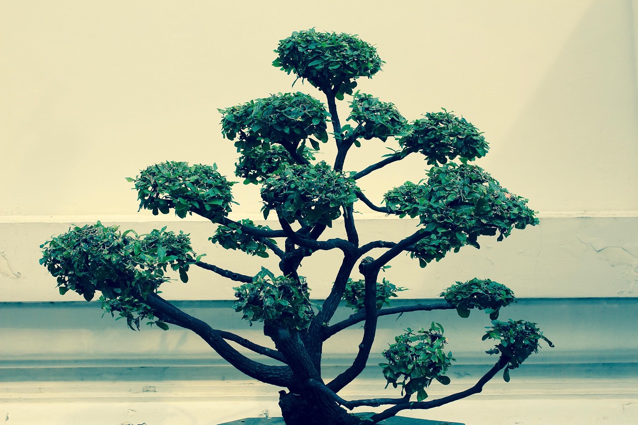 Bonsai encanta pela beleza delicada e pela sensação de serenidade