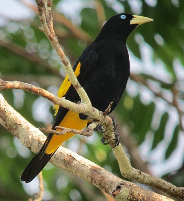 Conheça a ave que imita mais de 20 espécies e já ganhou até homenagem ...